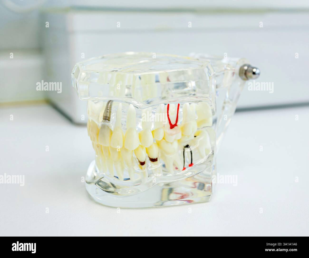 Perfect teeth hi-res stock photography and images - Alamy