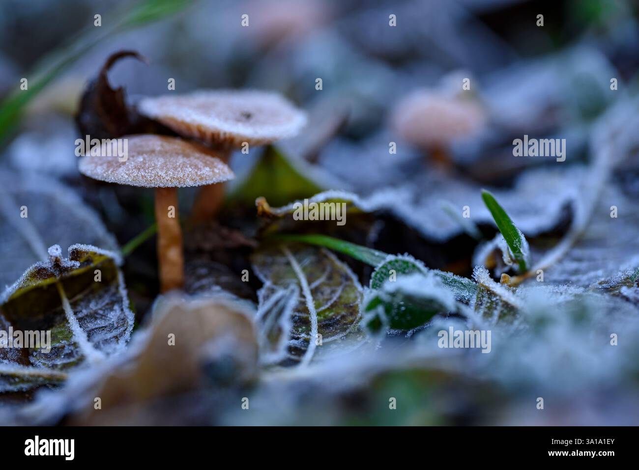 Seta de invierno hi-res stock photography and images - Alamy