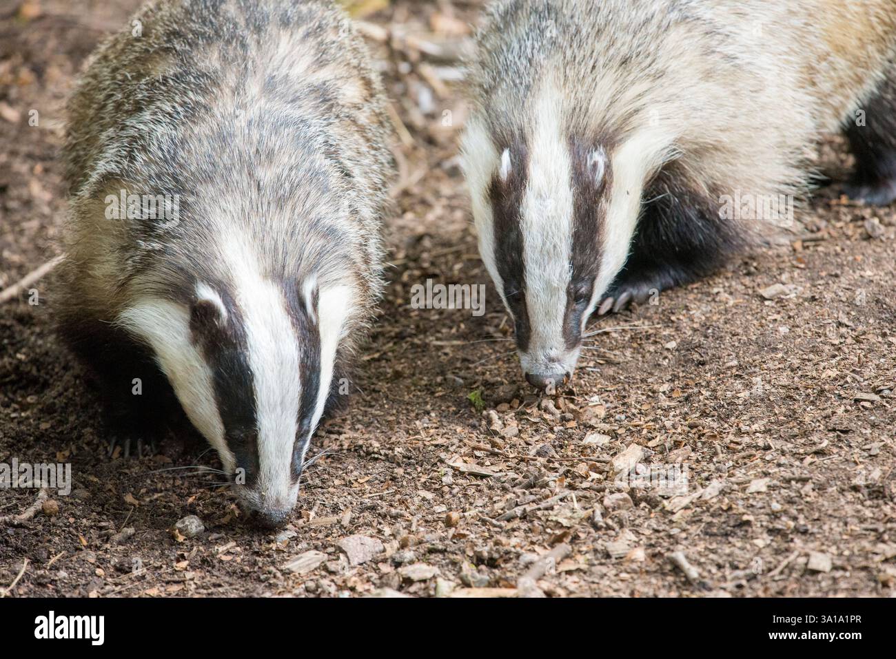 Two European Badgers Foraging for Food in the Ground Stock Photo - Alamy