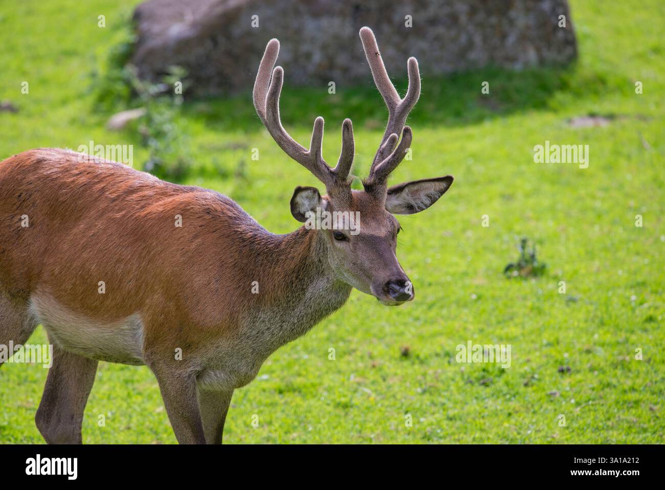 A beautiful young red deer stands alert in its natural habitat ...