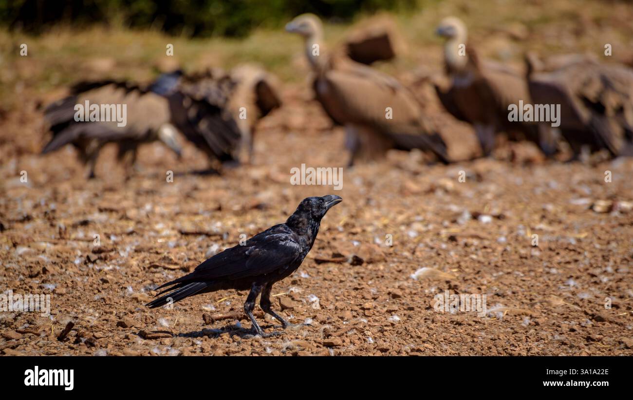 Un cuervo hi-res stock photography and images - Alamy