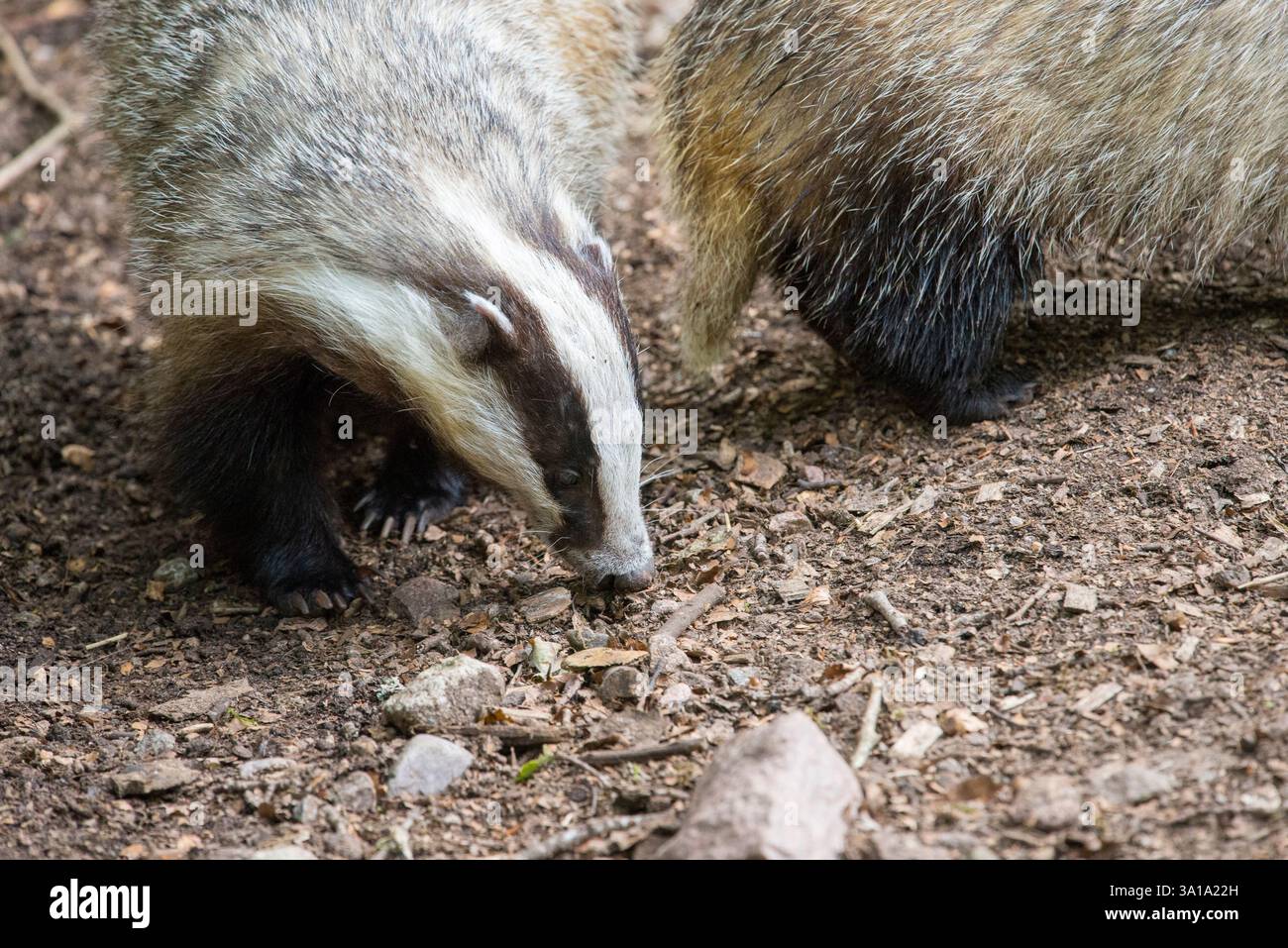 One European Badger Foraging for Food in the Ground Stock Photo - Alamy
