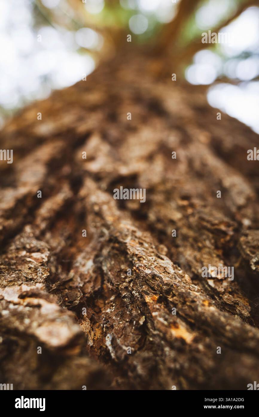 Selective focus on trunk of a conifer tree. Macro and detail of the ...