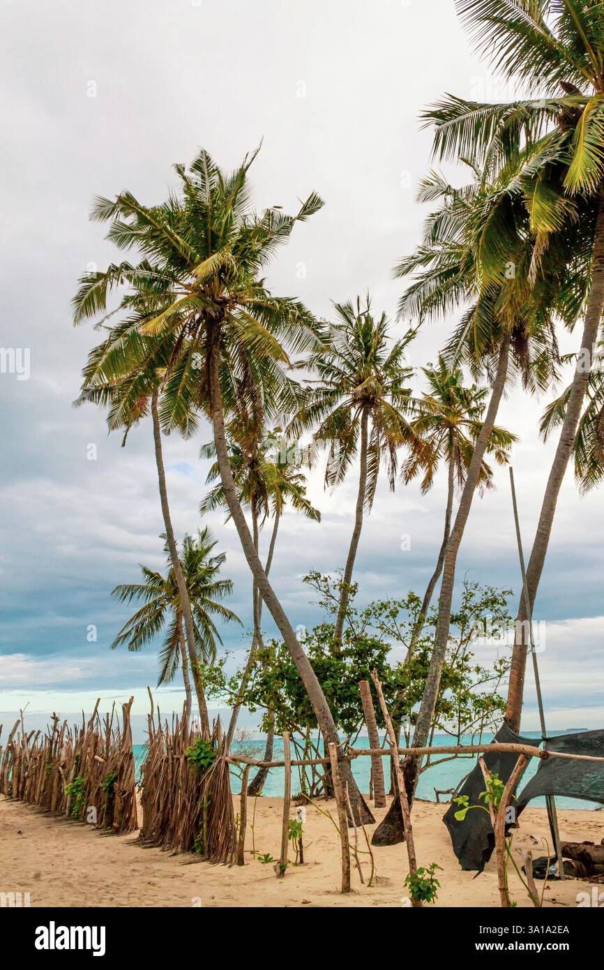 Palm trees on the beach in the maldives dark hi-res stock photography ...
