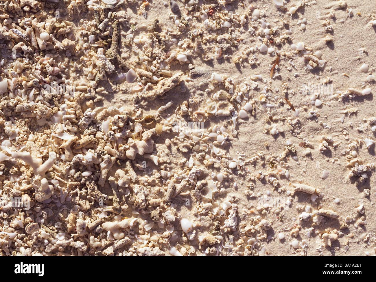 Maldives sand background with shells and remains of corals dragged by ...