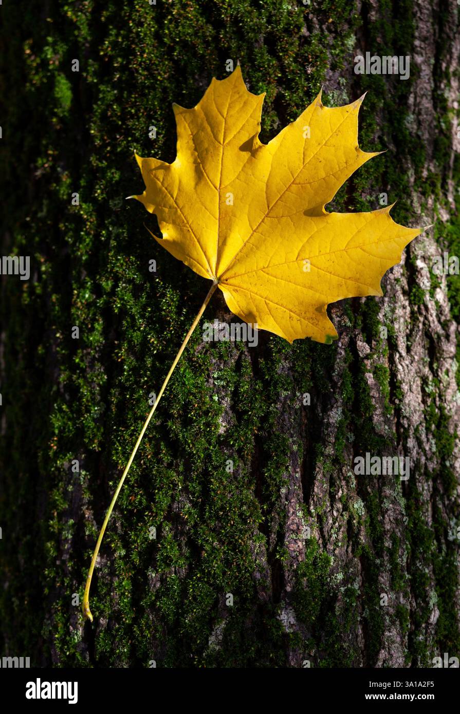 Maple bark background trunk hi-res stock photography and images - Alamy