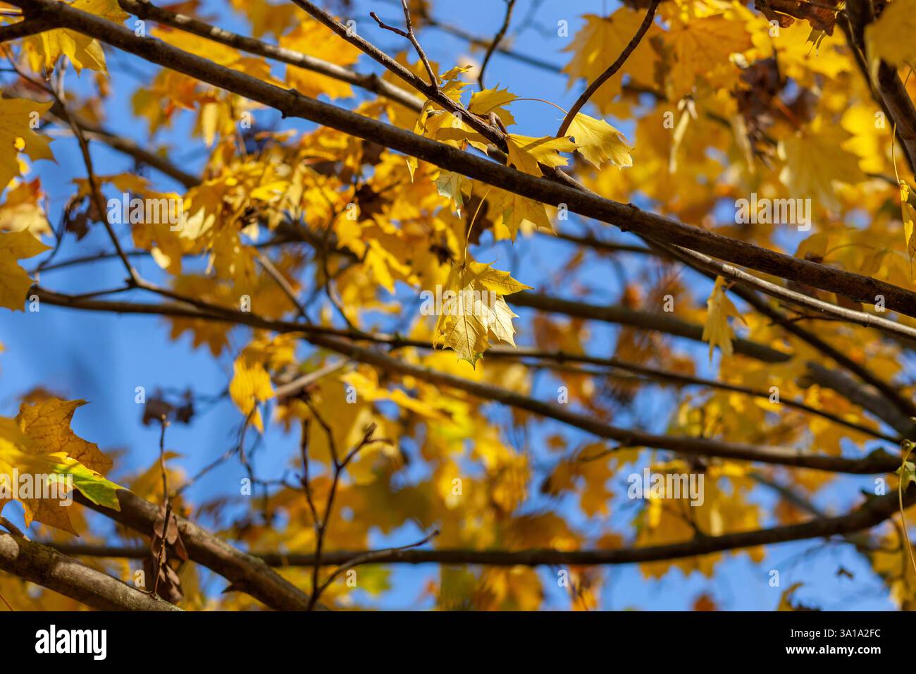 Blue sky among treetops hi-res stock photography and images - Alamy