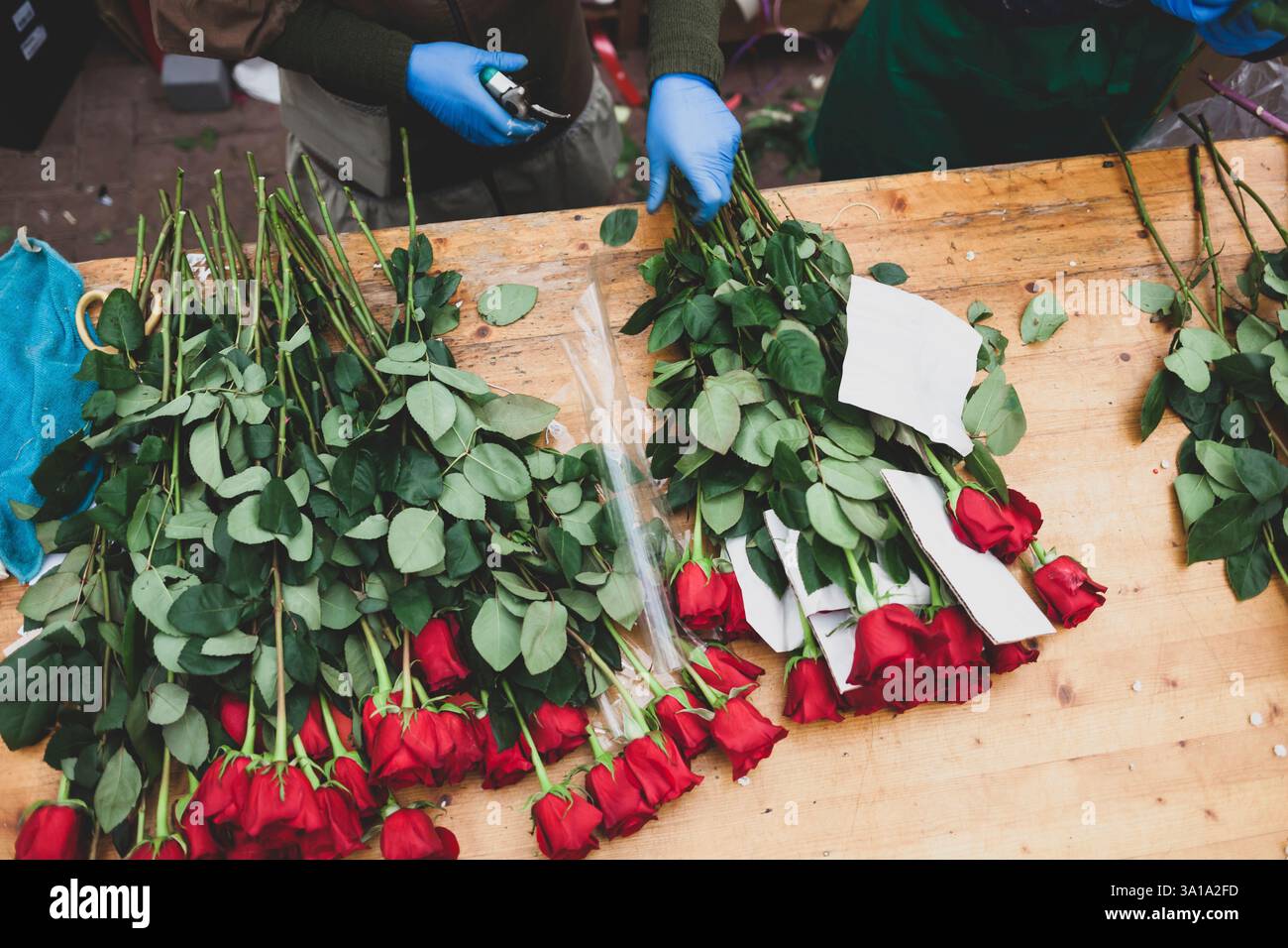 Long-stemmed red roses before being packaged. The flowers are on the ...