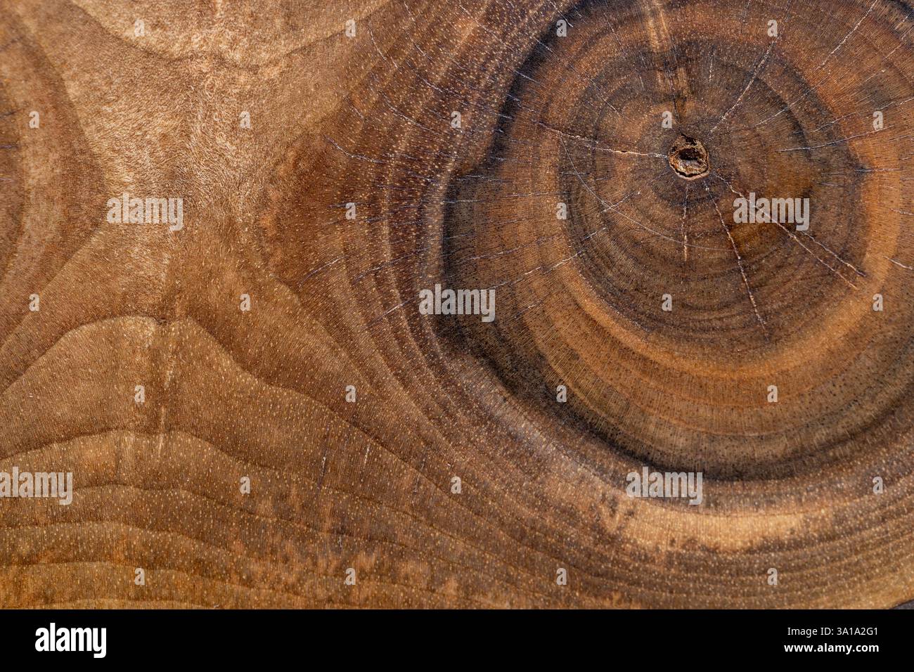 walnut wood color close-up, beautiful walnut wood with annual rings of ...