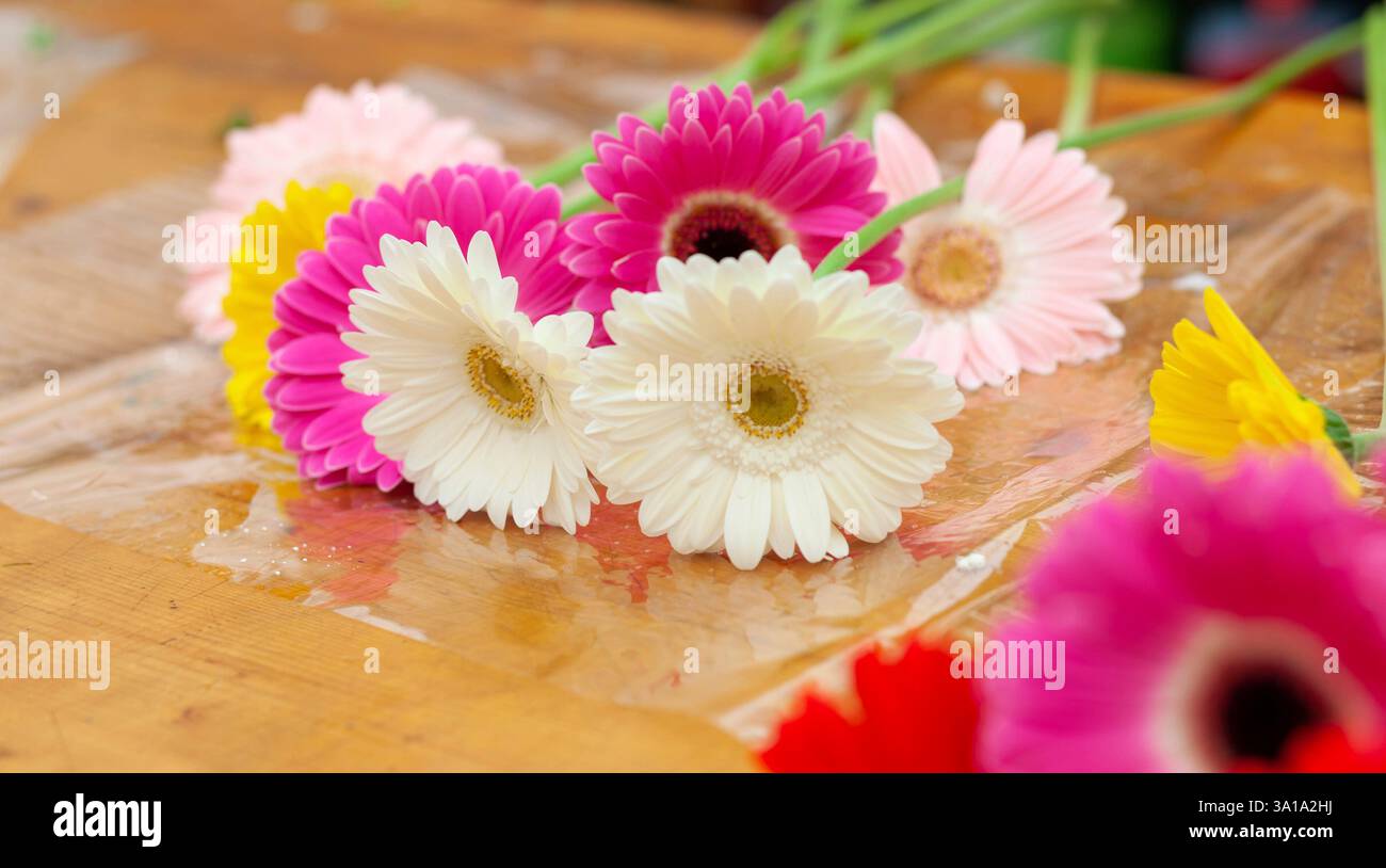 Colorful Ferbera Daisy flowers lying on a counter of a nursery Stock ...