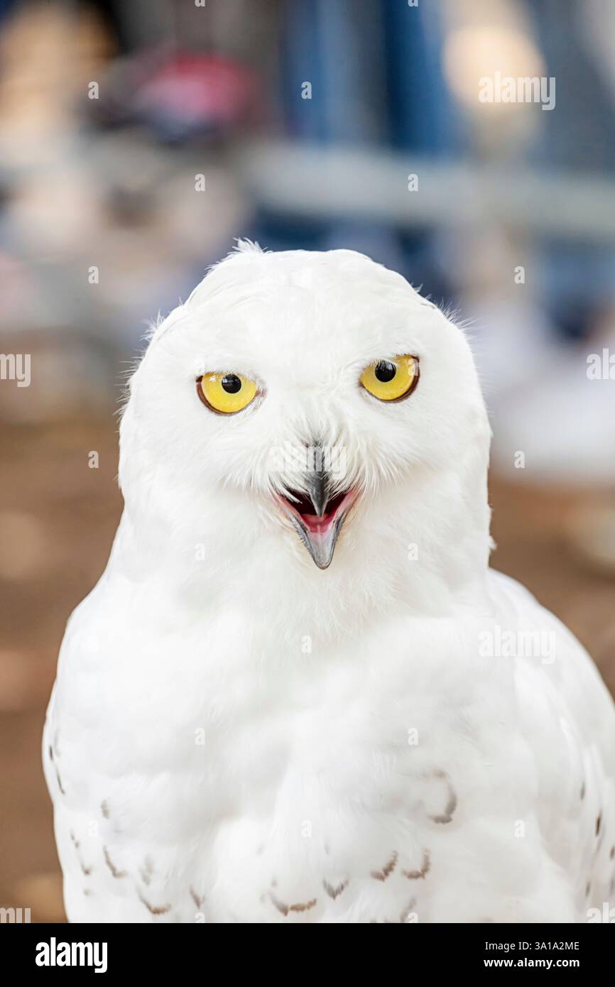 Snowy Owl - Bubo scandiacus, a large, white owl of the typical owl ...