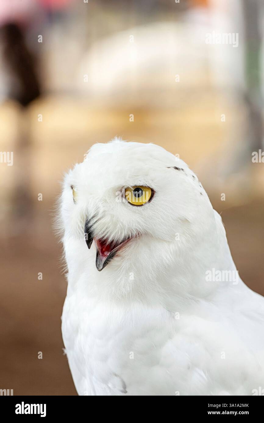 Snowy Owl - Bubo scandiacus, a large, white owl of the typical owl ...
