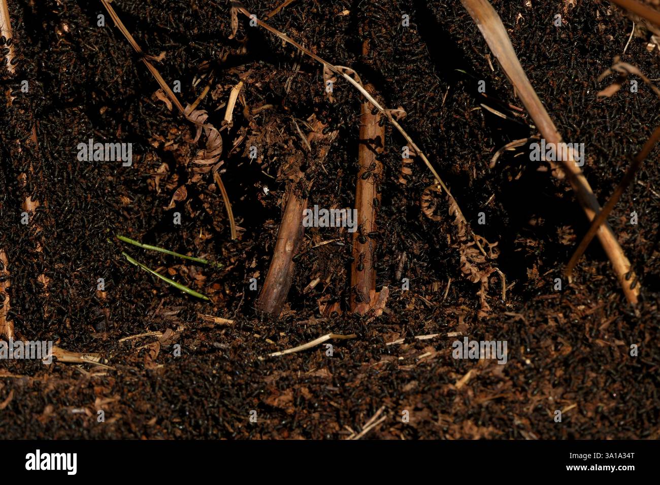 Southern wood ants (Formica rufa) emerge from hibernation as spring ...