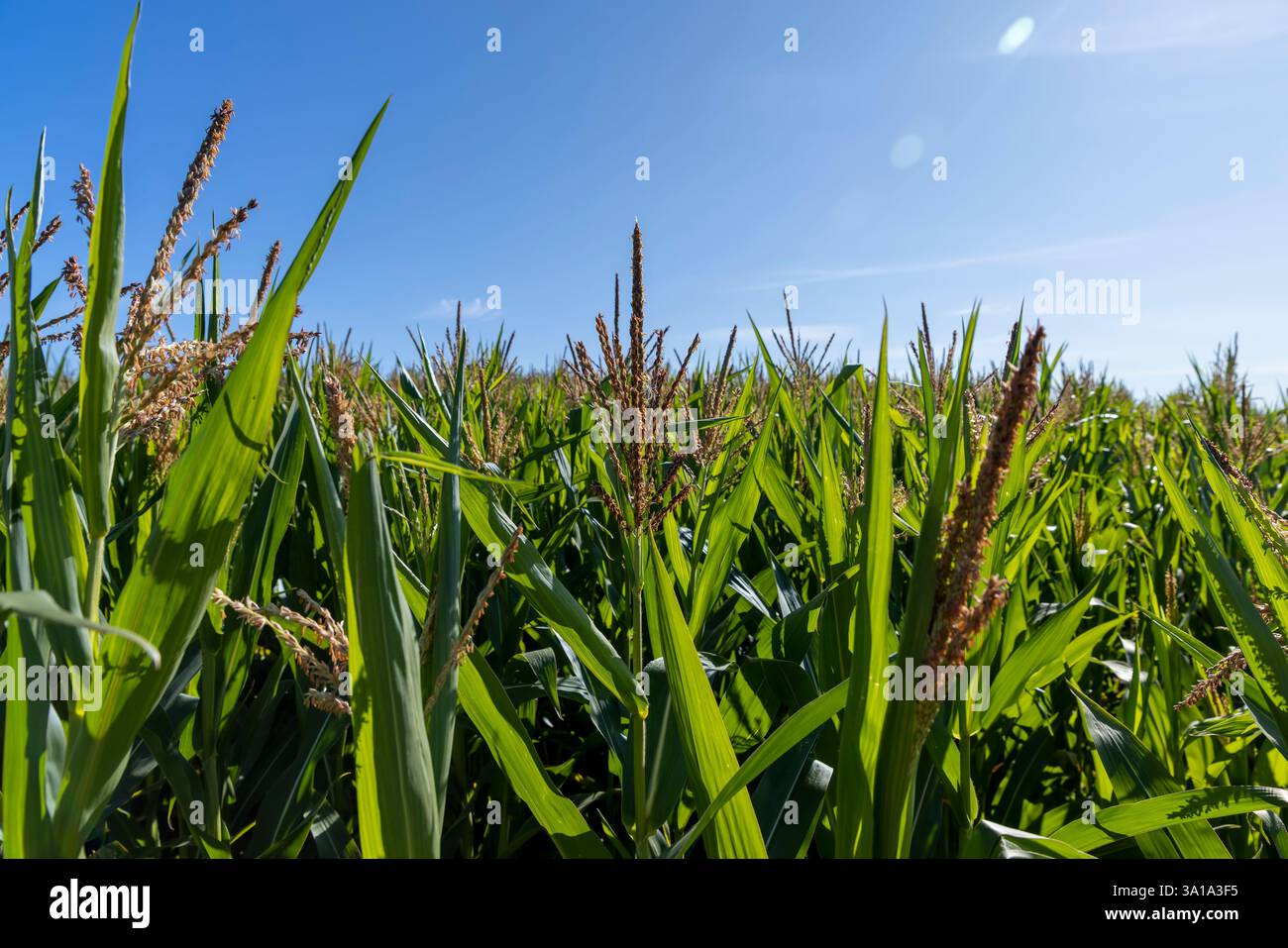 green corn in the field during flowering and pollination, beautiful ...