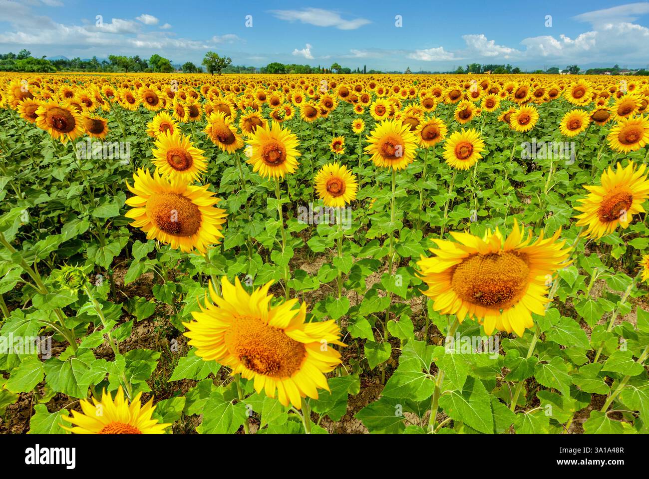 Field of sunflowers in full spring bloom with bee pollination Stock ...