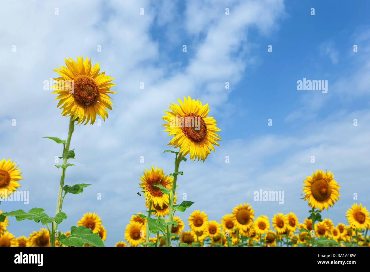 Field of sunflowers in full spring bloom with bee pollination Stock ...