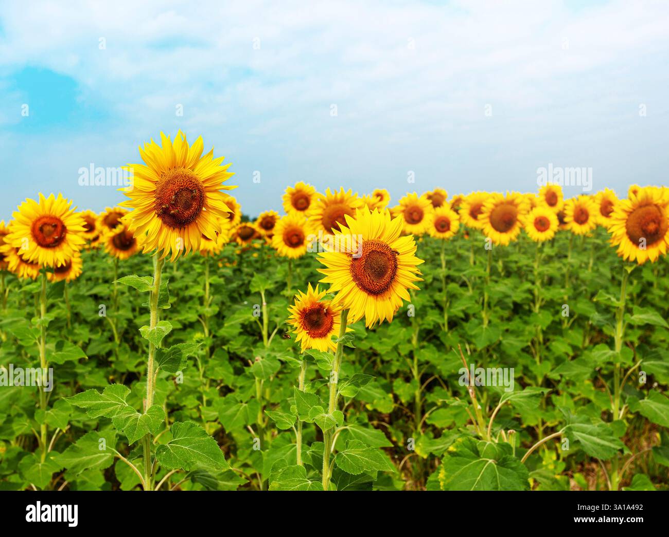 Field of sunflowers in full spring bloom with bee pollination Stock ...