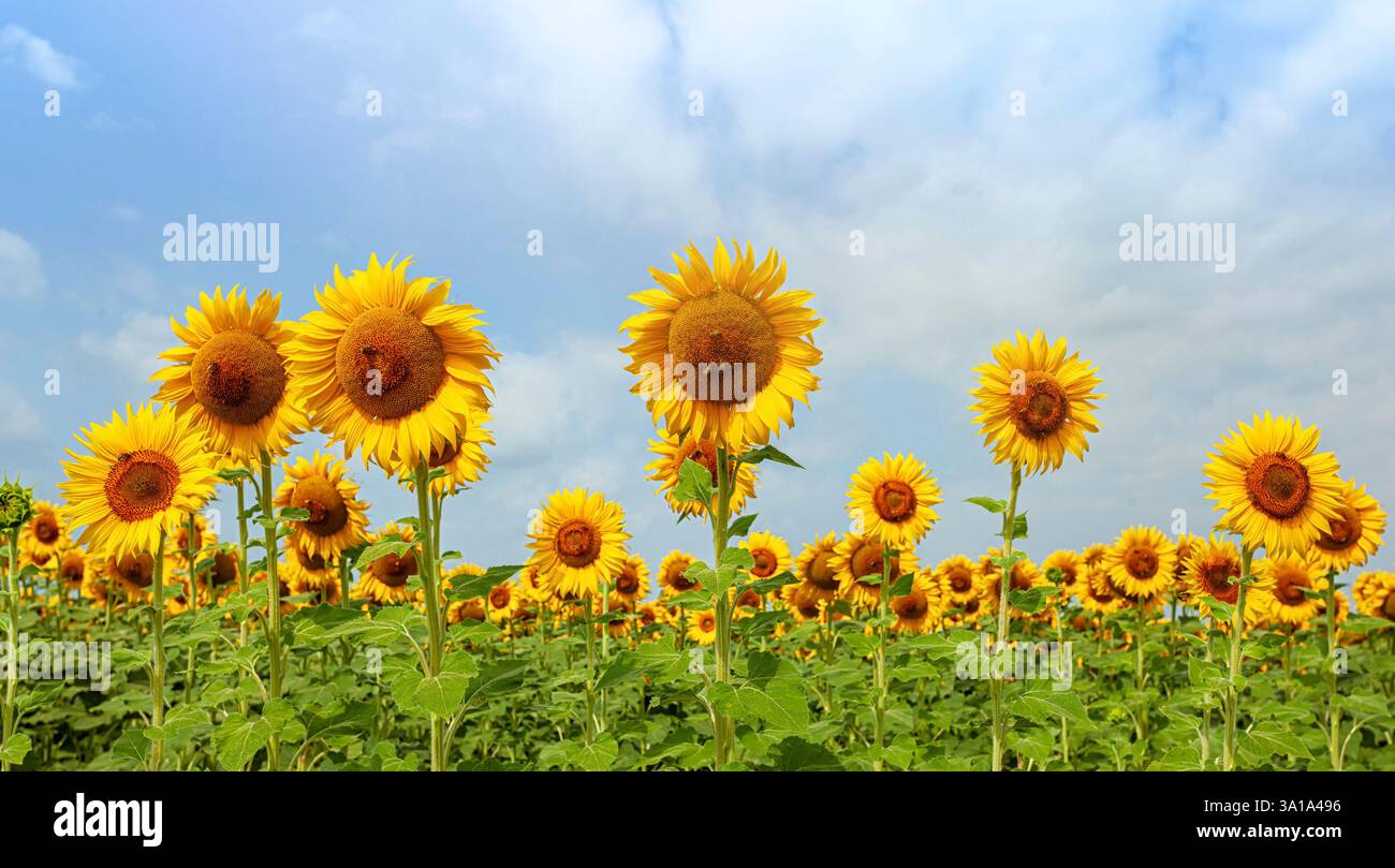 Field of sunflowers in full spring bloom with bee pollination Stock ...