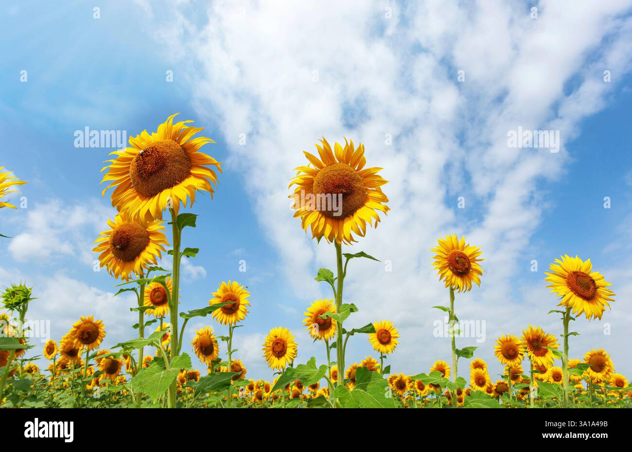 Field of sunflowers in full spring bloom with bee pollination Stock ...