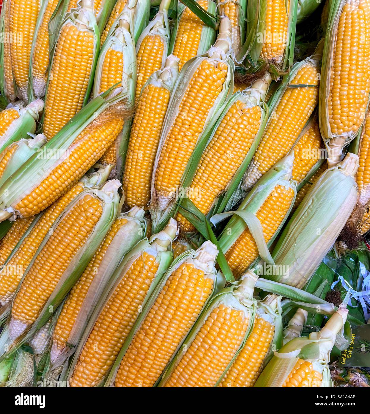 Stack of fresh organic raw yellow corn cobs with green leaves sold on ...