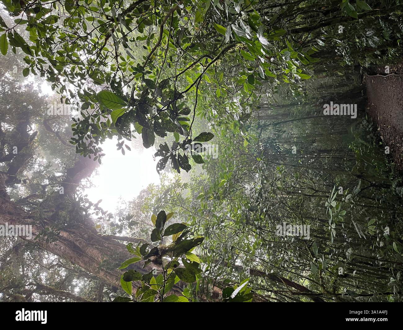Cloud forest of Reserva Biologica Bosque Nuboso Monteverde, Costa Rica ...