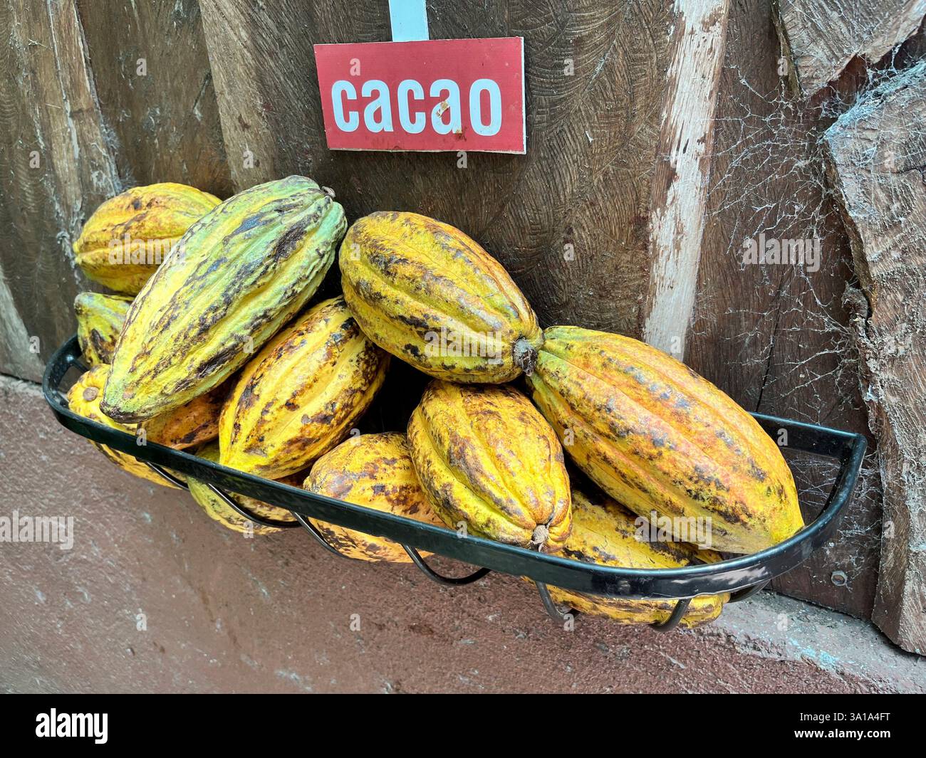Ripe cocoa fruits. The cocoa beans are extracted from them and then ...