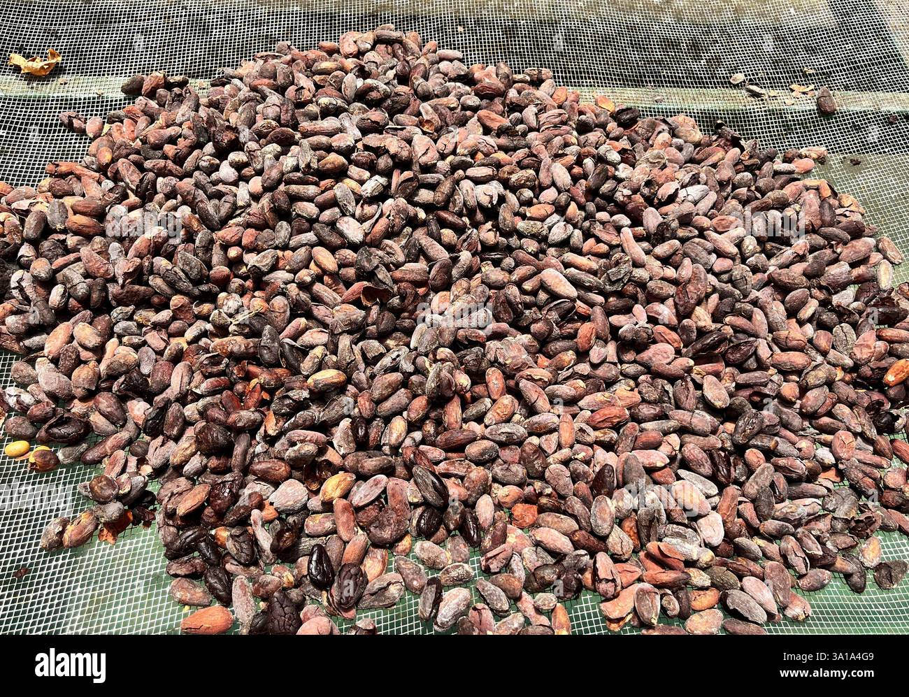 Roasted cocoa beans ready for making chocolate, Costa Rica Stock Photo ...
