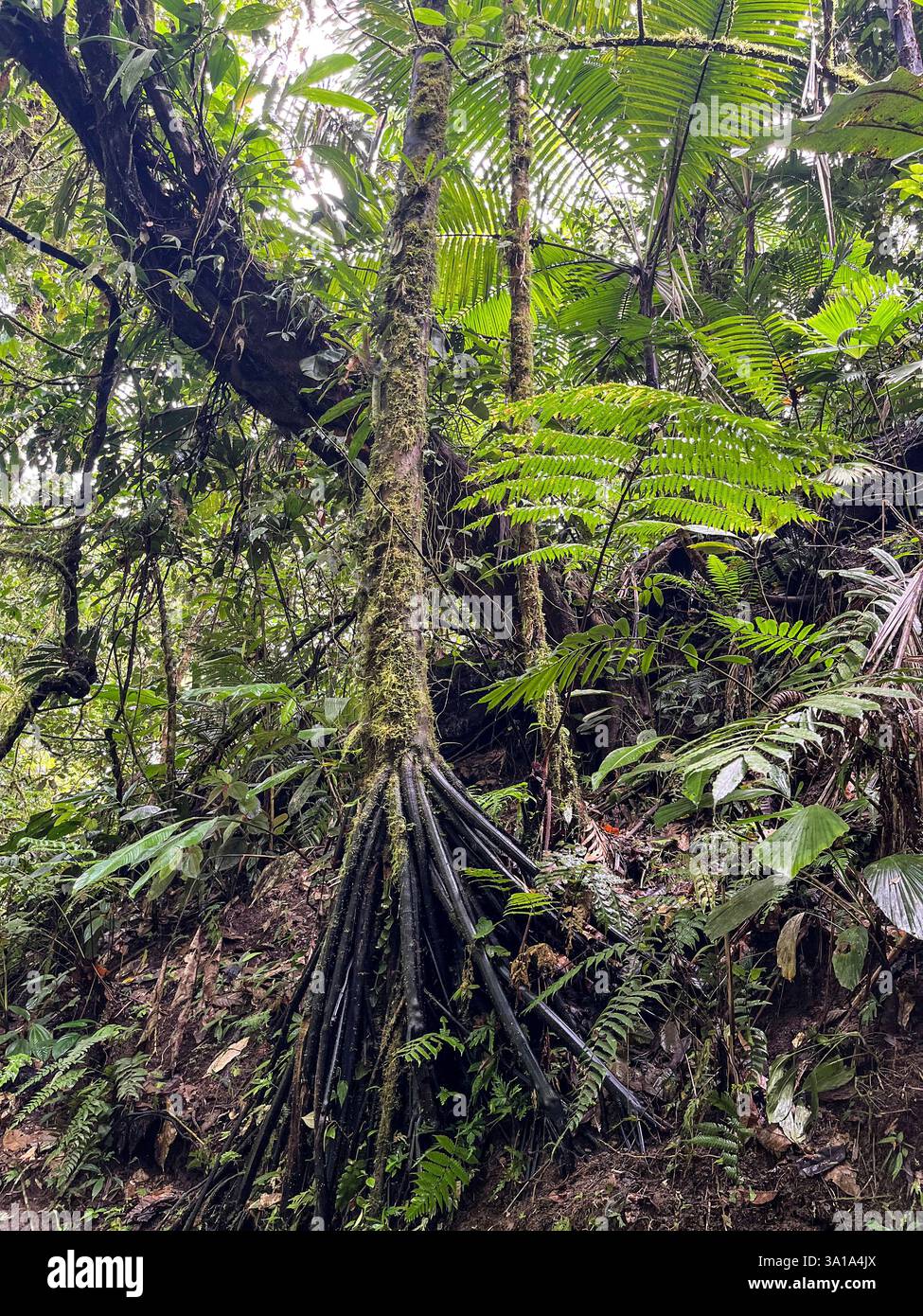 Cloud forest of Reserva Biologica Bosque Nuboso Monteverde, Costa Rica ...
