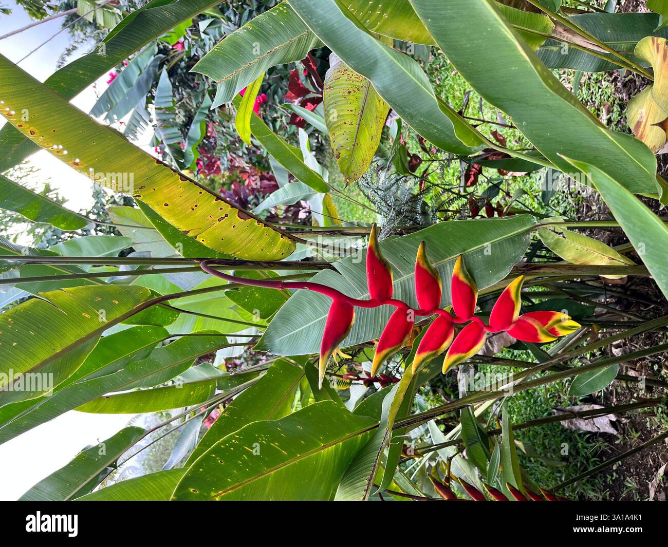 Flowering Heliconia rostrata is in the greenhouse. Greenhouse plants ...