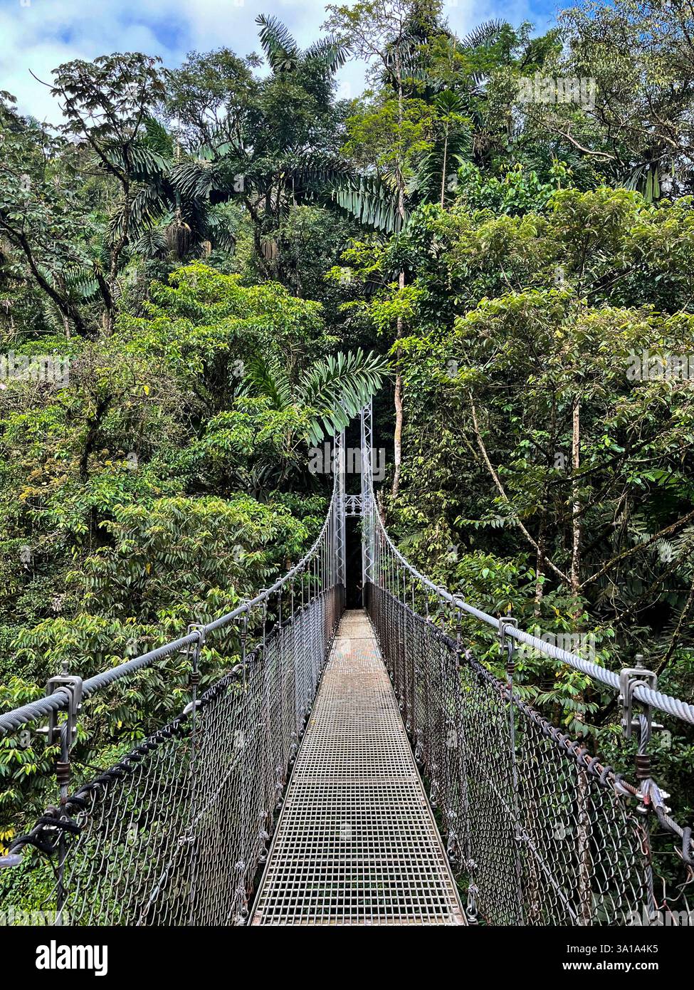 Monteverde Cloud Forest Reserve, hanging, suspended bridge, treetop ...
