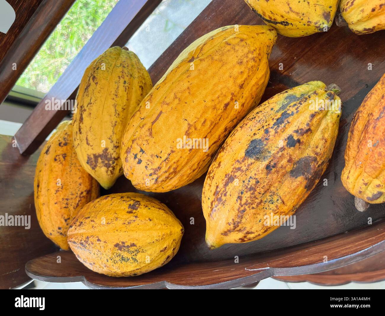 Ripe cocoa fruits. The cocoa beans are extracted from them and then ...