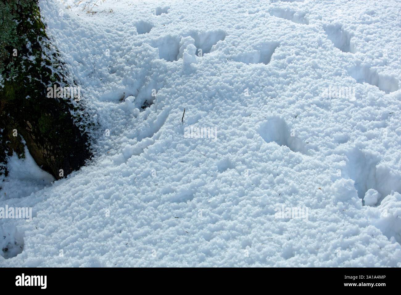 Fresh snow background texture. Winter background with snowflakes and ...