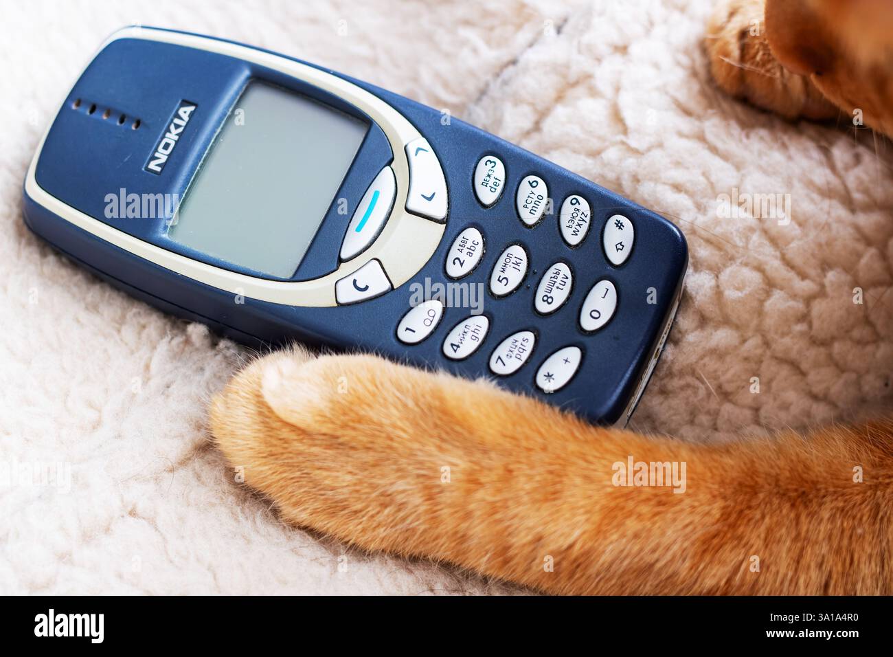Belarus, Minsk - 11.01.2025: A fluffy cat is comfortably laying next to an old Nokia cell phone ...