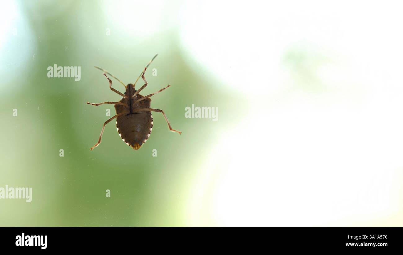 Stink bug crawling on glass surface. Green background with copy space ...