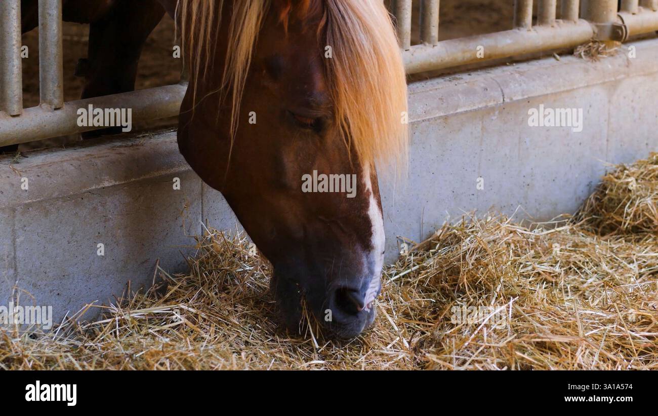 Beautiful brown horse eats hay in the breeding stable hi-res stock ...