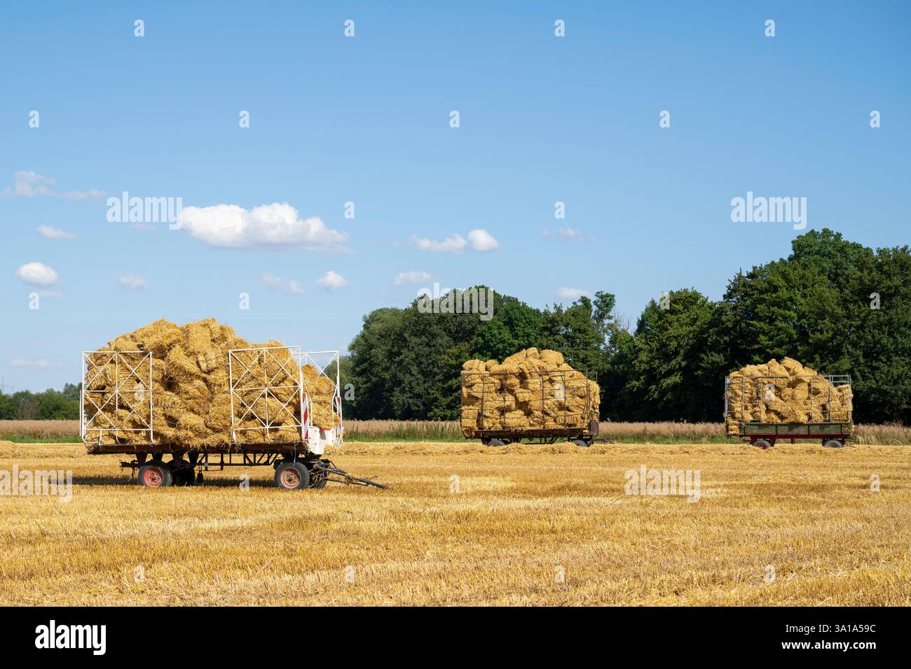 Germany, North Rhine-Westphalia, cornfield, trailer with straw bale hay ...