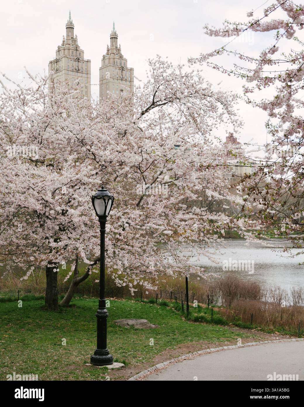 Cherry blossom trees bloom near a calm lake, showcasing stunning ...