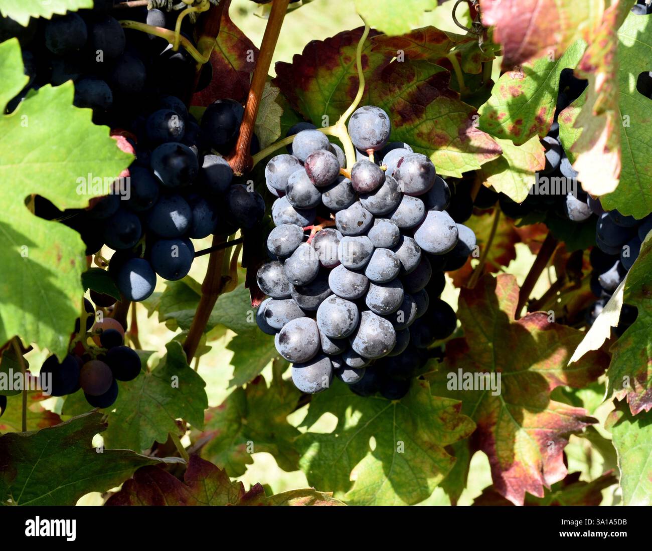 Red grapes vitis vinifera hi-res stock photography and images - Alamy