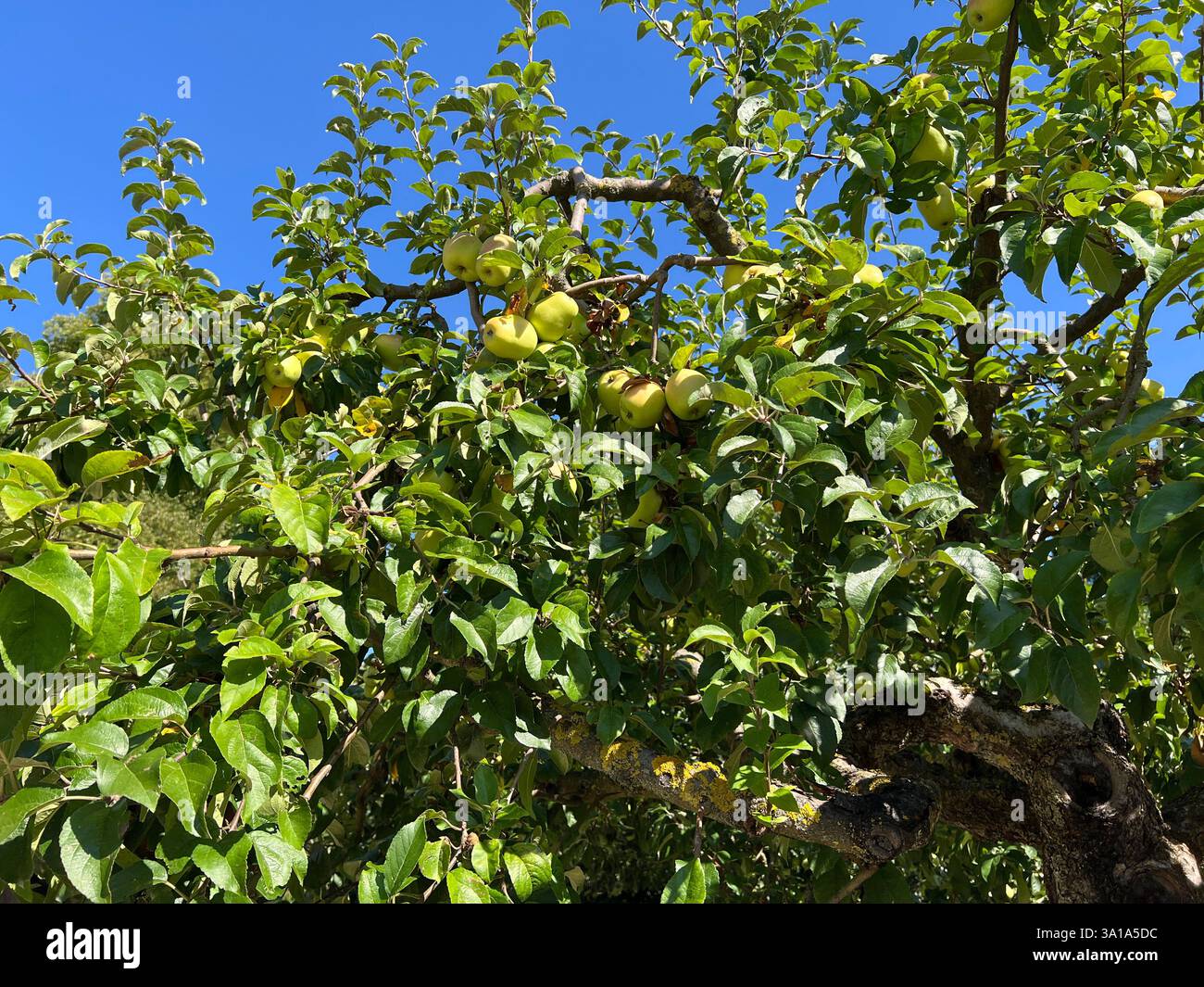 Old apple varieties are increasingly being planted in orchards again ...