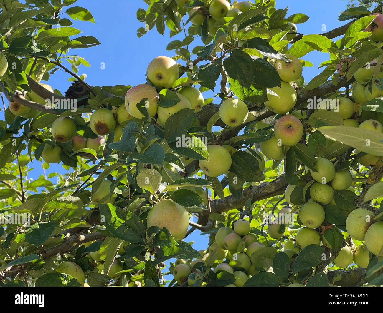 Old apple varieties are increasingly being planted in orchards again ...