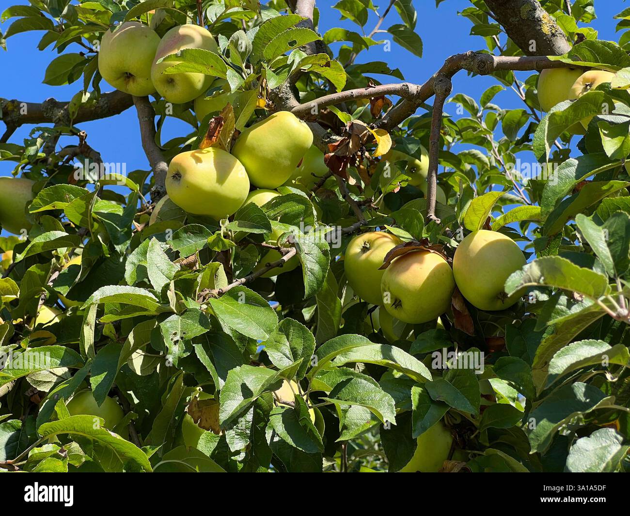 Old apple varieties are increasingly being planted in orchards again ...