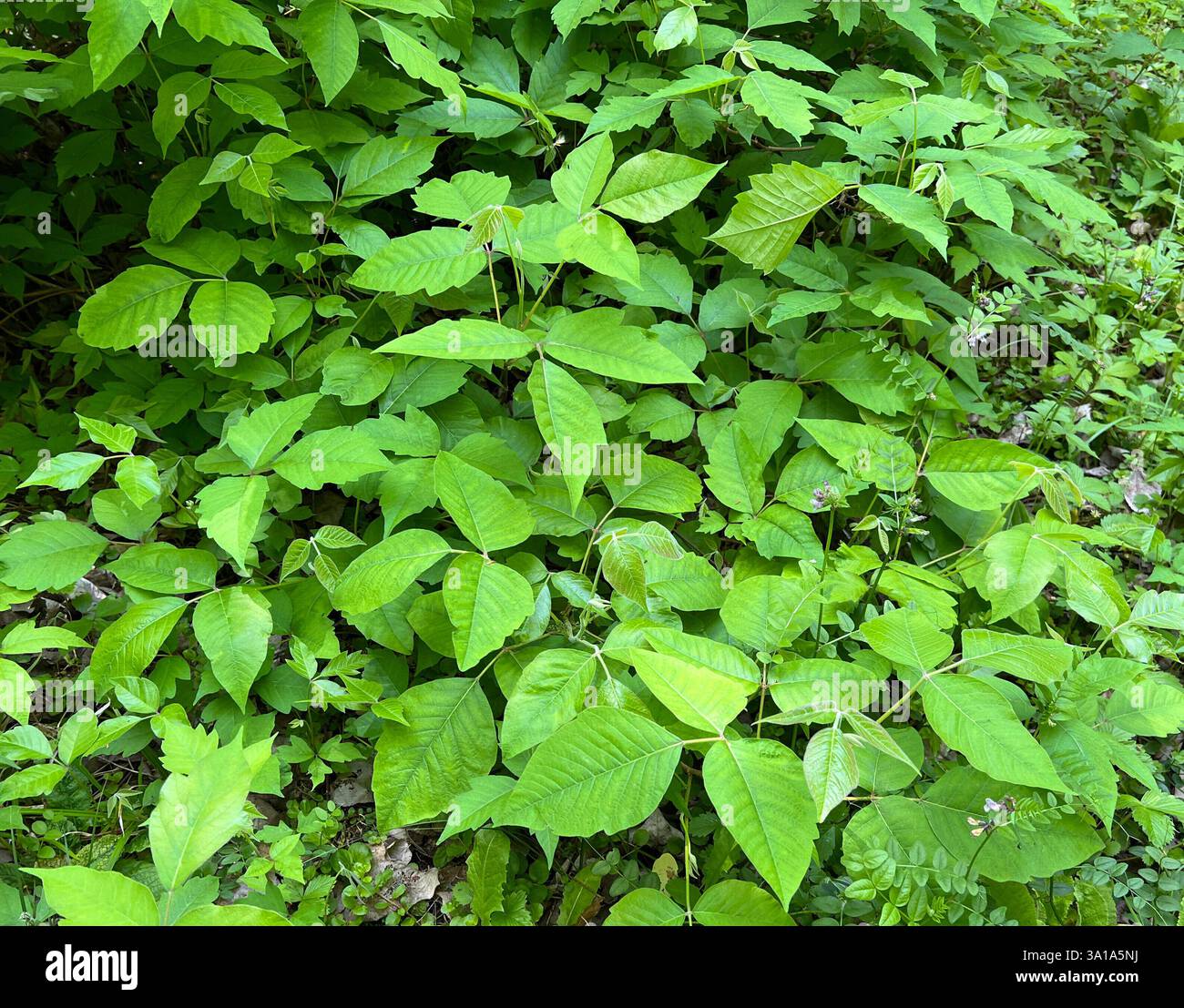 Poison sumac, Rhus radicans grows as a shrub, but is also able to climb ...
