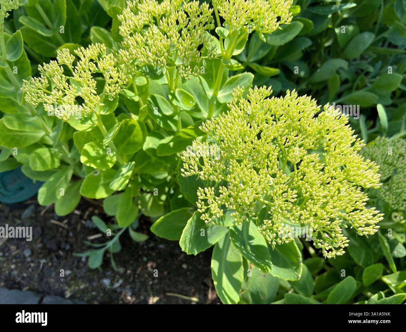 Tall stonecrop, Sedum is a cushion perennial and is also used as a ...