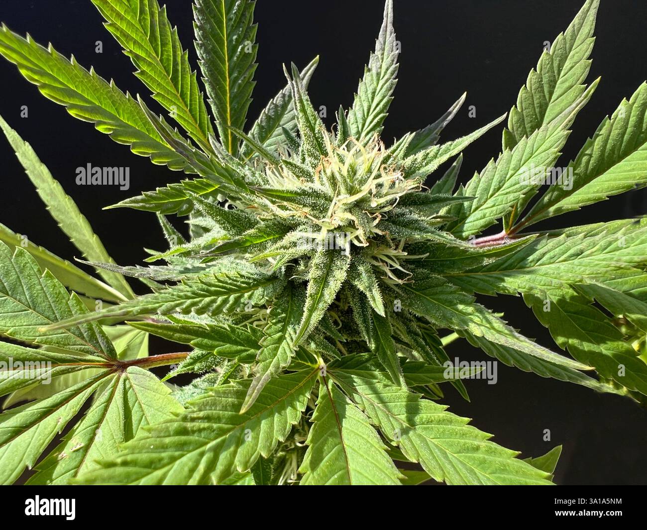 Cannabis indica is a useful and medicinal plant hi-res stock ...