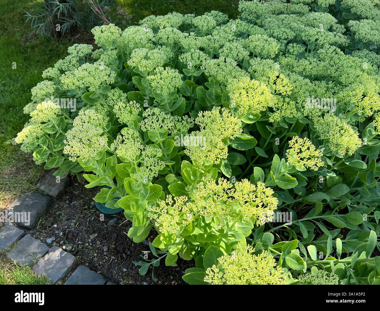 Tall stonecrop, Sedum is a cushion perennial and is also used as a ...