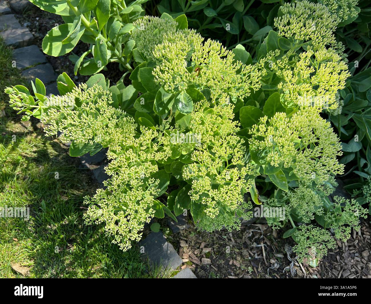 Tall stonecrop, Sedum is a cushion perennial and is also used as a ...
