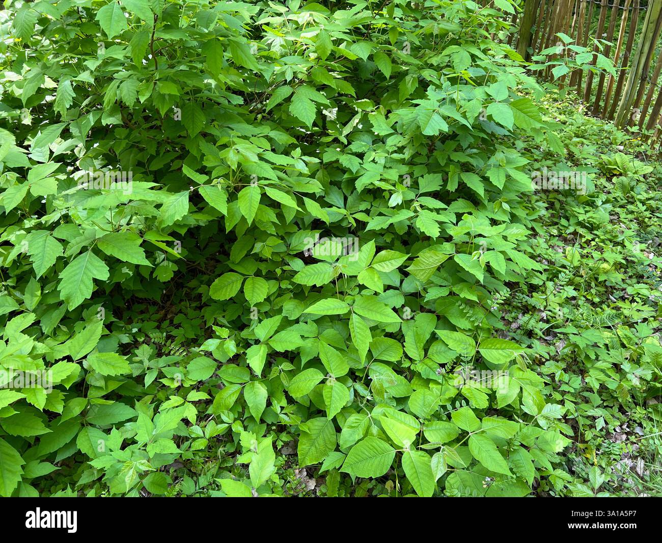 Poison sumac, Rhus radicans grows as a shrub, but is also able to climb ...