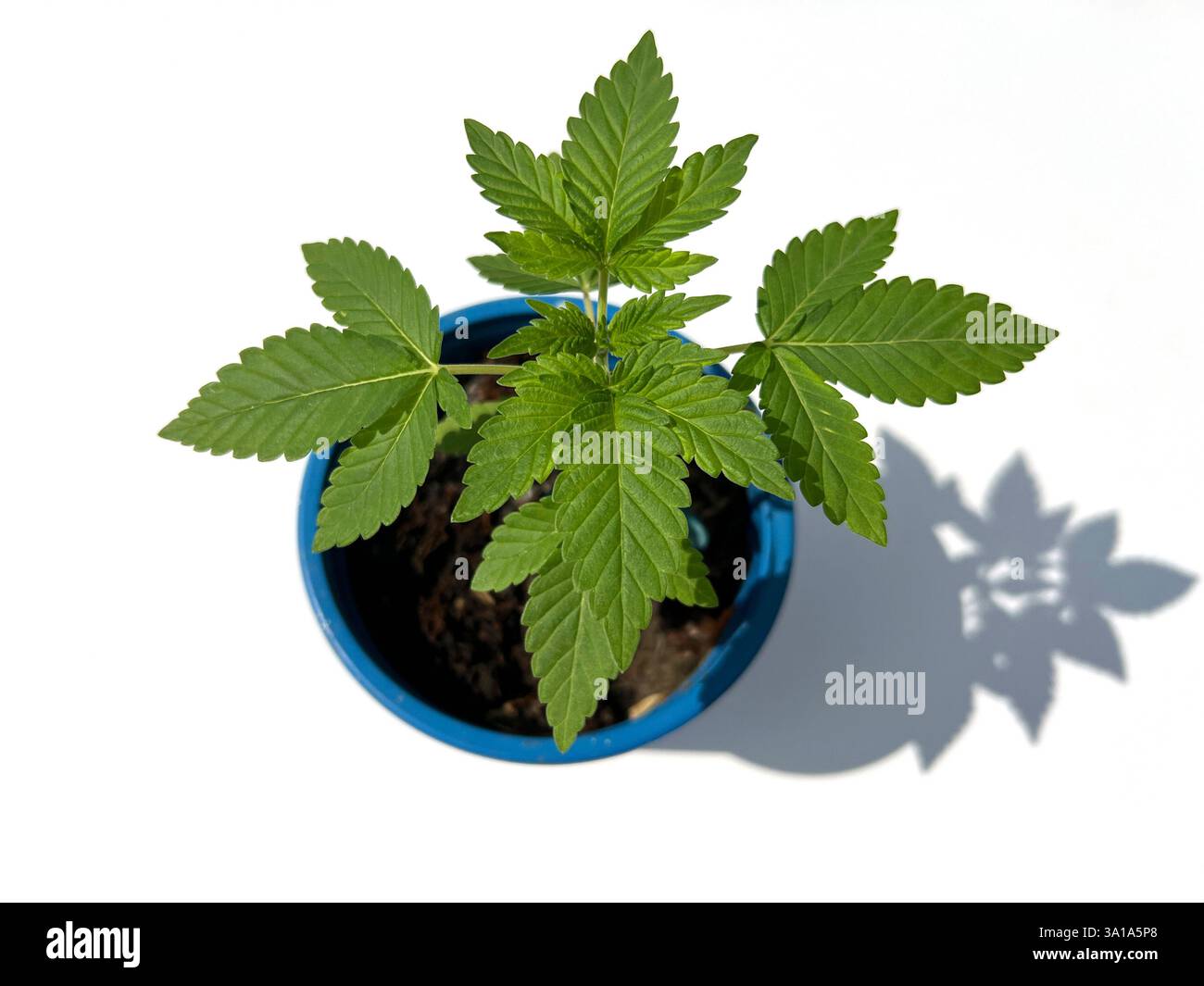 Hemp, Cannabis indica is a useful and medicinal plant Stock Photo - Alamy