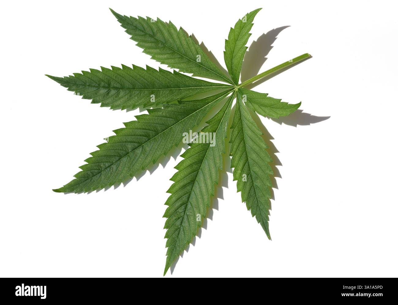 Hemp, Cannabis indica is a useful and medicinal plant Stock Photo - Alamy