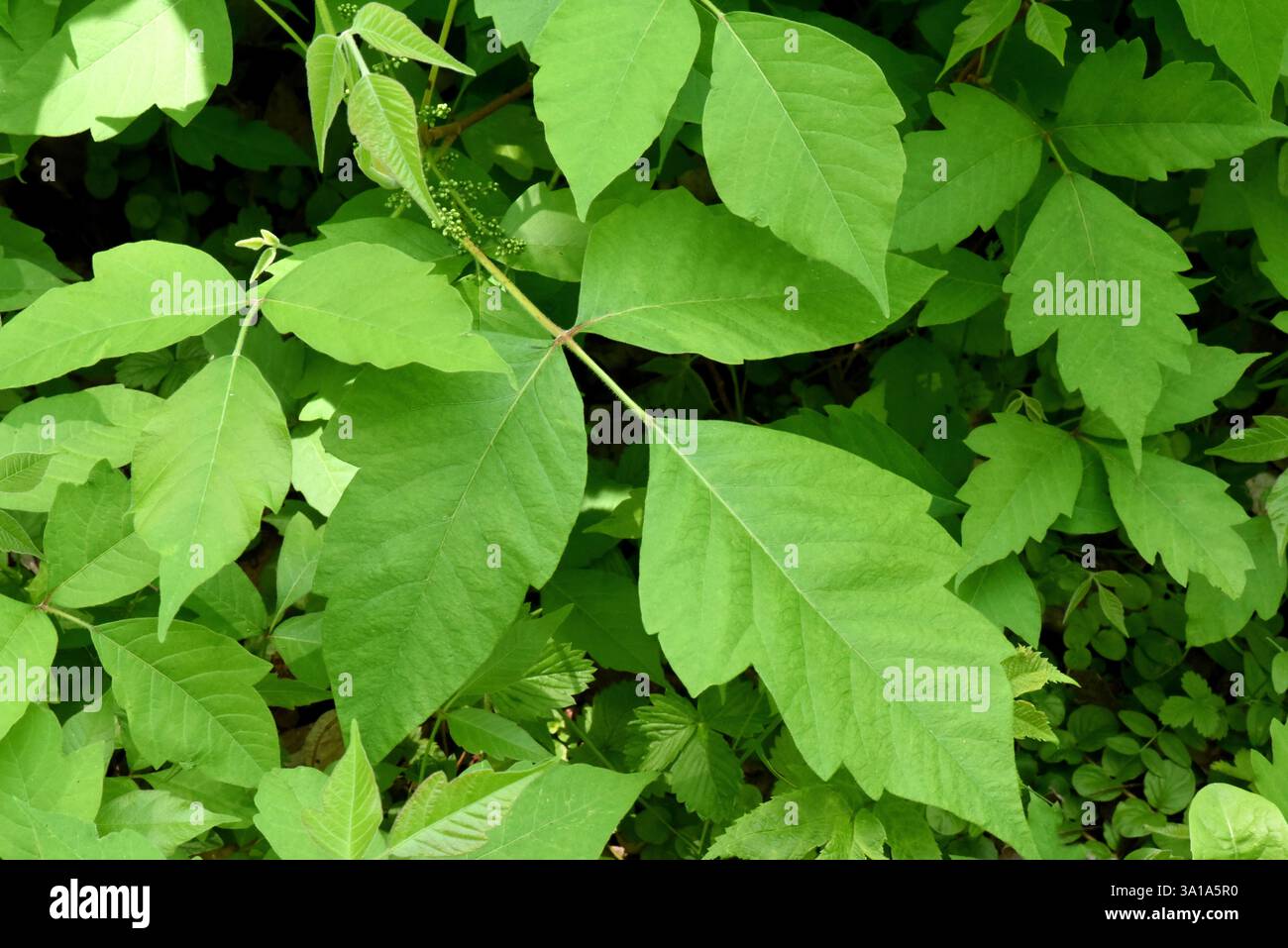 Poison sumac, Rhus radicans grows as a shrub, but is also able to climb ...